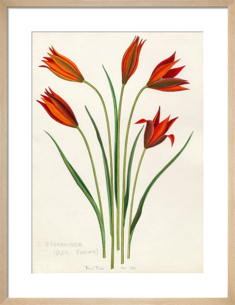 John Paul Wellington Furse Prints - Posters UK - Framed Art