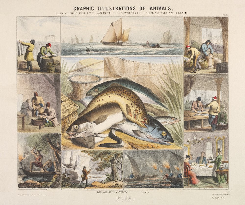 Fish - Benjamin Waterhouse Hawkins Print - Framed Art UK